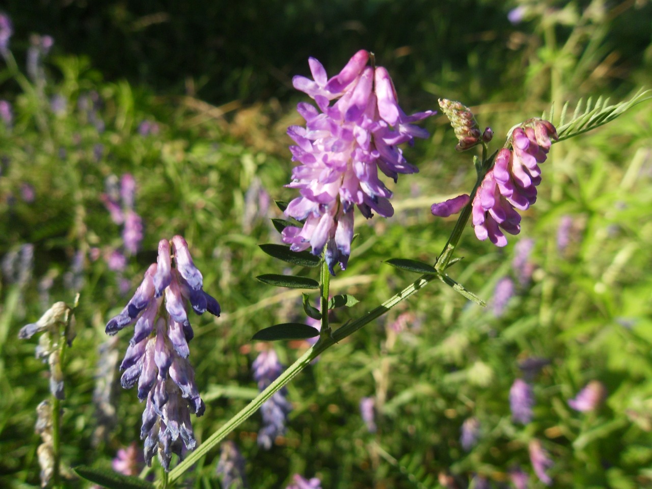 Příroda :: Kolem Pekla